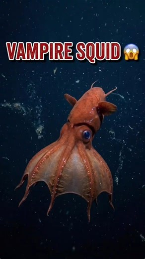 Alien Creature Found 4000m Deep 😱 (Vampire Squid) | #shorts