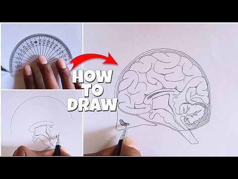 Human Brain Labelled Diagram| how to Draw human Brain Diagram step by step [tutorial]