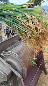 1.2M views · 10K reactions | Paddy Threshing Manual machine #viralpost2025シ #viralreelsシ #viralreelsfb #viralvideoシ #trendingreels #PunjabRung #farmingtips #agriculture #tractorlife #tractor #trendingvideo | Punjab Rung | Facebook