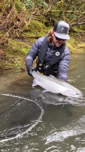 Platinum specimen of a hen steelhead. Unreal fins, wild spotting, and the kind of details you only notice if you actually pay attention. Fish like this are why we do it. If this doesn’t get you fired up… are you even a real steelheader? 🎣🔥 #steelhead #pnwsteelhead #wildsteelhead #chromefish #addictedfishing | Addicted Fishing