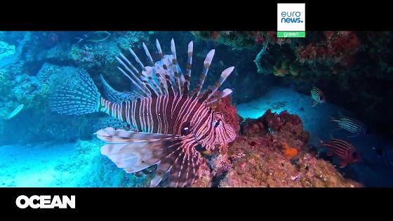 Scanner avant d'acheter : deux nouvelles applications veulent transformer l’achat de poisson