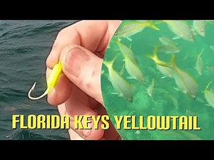Patch Reef Florida Keys! Yellowtail Snapper Marathon Key!
