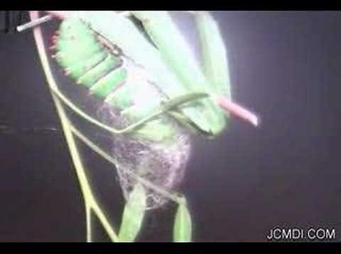 Time Lapse Cincta Silk Moth Caterpillar Spins Cocoon V00062
