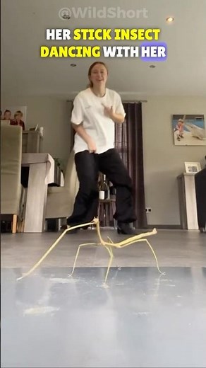 Why Do Stick Insects Dance?🌿🕺#shorts #shortvideo