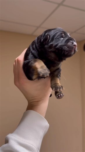 New king was born newborn at 4 hours Father: 👑 ART EMSI-HAUS 👑 Art EMSI-Haus for stud in my kennel Dimovo 🇧🇬 Contact: 359 878903098 📲 | Kennel Dimovo Haus