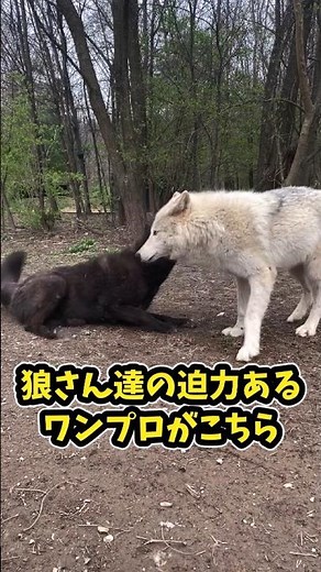 5 selections of wolves to make you laugh and relax when you're tired from work lol #wolf #funny #...