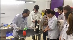 Dog semen collection training