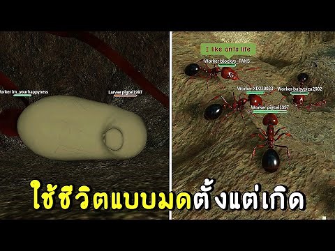 ใช้ชีวิตแบบมด ตั้งแต่แรกเกิด | roblox ant life