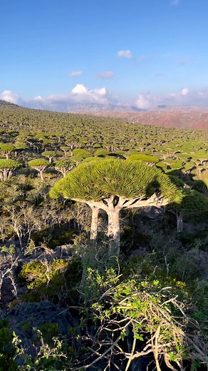 Socotra Island Nature Sanctuary Exploration
