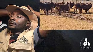 200K views · 12K reactions | TACHOKA KU AUCTION YA NG'OMBE ZABA PRESIDENT UKU ‼️‼️ Tabwelako soche 藍藍 #ComedyThatSpeaks Register now on ➡️ https://bit.ly/3Gvn84a ✅Use promocode : KENDUMBO ✅Get 300% first Deposits Bonus For Tips on Telegram channel Yama Tips https://t.me/betMagnate #1xbet | KEN DUMBO Comedy | Facebook