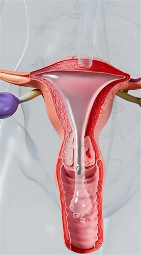Female Period Cycle Explained in 3D Animation video #anatomy #3danimation #fertilization #shortvideo