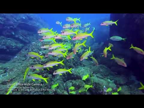 IPhone 12 Pro underwater test. A great leap of smartphone underwater image...