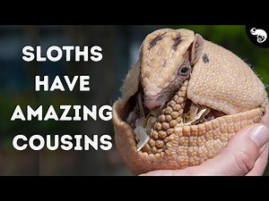 Sloths Are Amazing (But Their Cousins Are Even Cooler)!