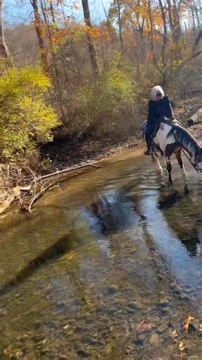 Perfect Patriot | Top View Riding Ranch trails and Sale horses