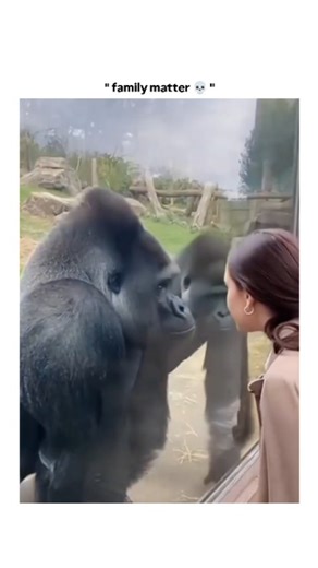 WIILDVIDS IO on Instagram: "The video shows a young woman in athletic wear performing a handstand against a zoo's gorilla enclosure glass, after which the gorilla mirrors the pose, eliciting cheers and subtitles like "Oh! He nailed it!" to emphasize the playful interaction. Posted by @naturelife_ok , a account sharing animal content, it amassed 11,486 likes and 276,000 views in hours, but replies frequently call it "AI slop," urging reports to curb misinformation. Echoes a genuine 2018 BBC-docum