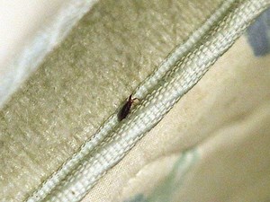 Bed Bug-Infested Cities: Chicago In Top 10