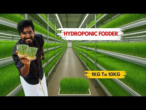 🌽 From 1 KG Maize to 10 KG Green Fodder in Just 11 Days! | Hydroponic Fodder Farming | AgroTill