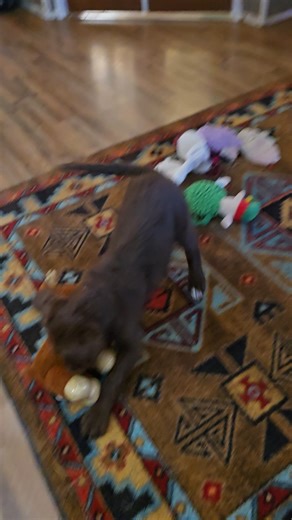 Tyra - Labradoodle puppy for sale