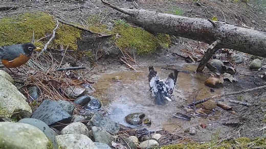 34K views · 1.3K reactions | Rose-breasted Grosbeak is back in town and he's ready to take over lol! It's fun to see this feisty guy back and holding his own <3 If you listen, you can hear his tiny "roars" lol! #birds #birdwatching #nature #wildlife #grosbeak #cardinal #robin #goldfinch #kalamazoo #spring #migratorybirds | The Bird Perch | Facebook