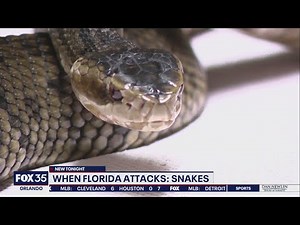 When Florida attacks: Snakes