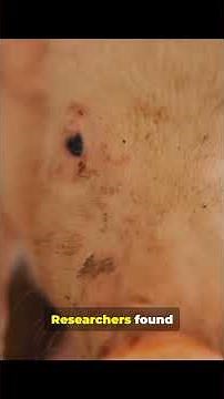 7 Animal IQ Tests That Will Melt Your Brain