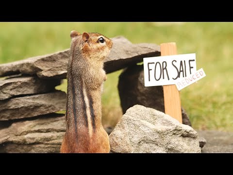 How to Get Rid of Chipmunks In Your Yard | The Spruce #ChipmunkRemoval