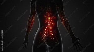 Female lymphatic system anatomical structure