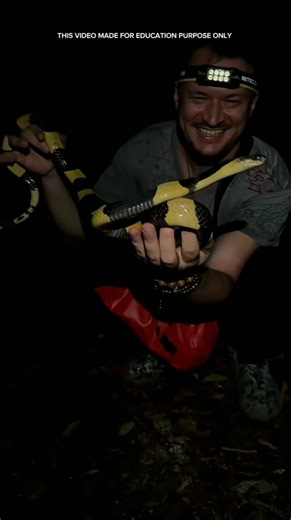 banded krait snake #fanyvideo #facts #factfury #spaceexploration #animals