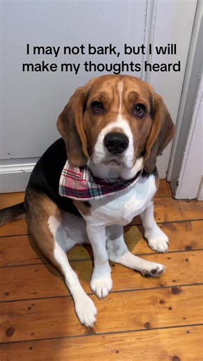Even at 1 year, I don’t bark! But I make a lot of growls, grunts, and excited whines 🐕 #beagle #pet #petsoftiktok #dog #fyp