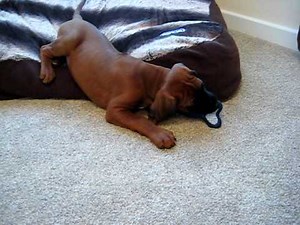 8 WEEK OLD RHODESIAN RIDGEBACK PUPPY PLAYING
