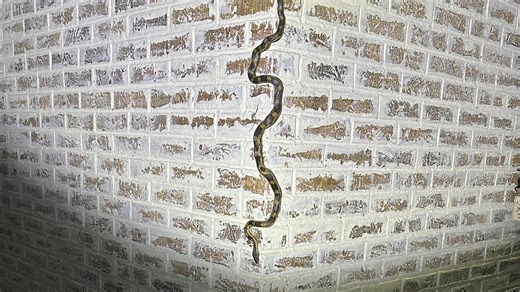 Snakes in trees? This Mississippi snake can climb almost anything