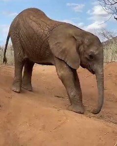 The most important part of learning to navigate steep downhills... is knowing when to stop for a snack! 🌿 - #retetigram #reteti #retetielephants #wobblylegs #retetielephantsanctuary | Reteti Elephant Sanctuary