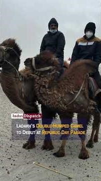 Ladakh’s Double-Humped Camel Makes Historic Republic Day Parade Debut | All You Need to Know