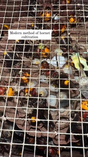 121K views · 1.4K reactions | Modern method of hornet cultivation #fypシ゚viralシfypシ゚ #support #monitizereels #fypreelsシ゚viralシ | Lingden Gajendra | Facebook