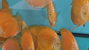 16K views · 469 reactions | Yellow panda | Chens Discus UK | Facebook