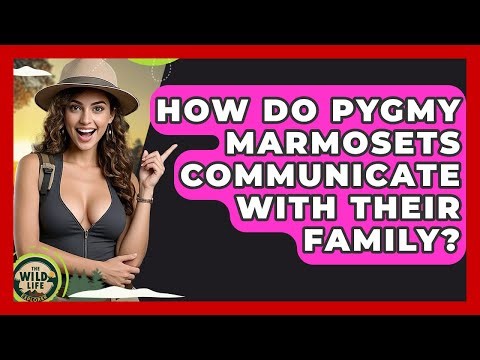 How Do Pygmy Marmosets Communicate With Their Family? - The Wild Life Explorer