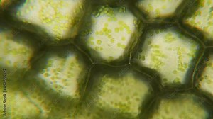 Chloroplast under a microscope. Cell division. Cell structure. Cell division. View of leaf surface showing plant cells under microscope. Virus infection. Green plant cells under microscope. GMO. DNA.