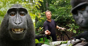 Photographer Settles 'Monkey Selfie' Copyright Lawsuit