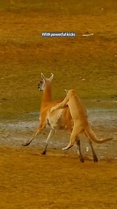 Guanaco vs Puma Fight 😱 . . . . . #viralpost2024シ #reelsvideoシ #india #animals #wildlife #trendingpost #wildanimals #naturelovers | Ayoub Nayiak Wildlife Photographer