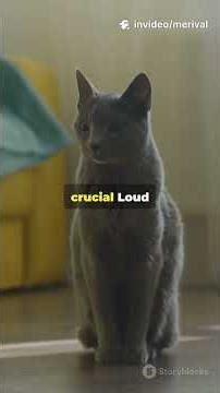 “If your cat stops using the litter box… it’s not attitude — it’s a warning 🚨🐱”