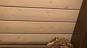 Deux hirondelles nichant sur une poutre : vidéo de stock (100 % libre de droit) 3607619131 | Shutterstock