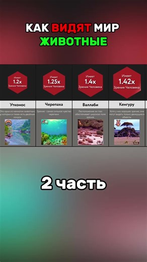 How do animals see the world | Pt. 2