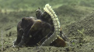 cleaning after meal: coconut octopus using suckers and tentacles to remove leftovers of recent crab meal from its body