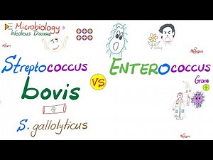 Enterococcus vs Streptococcus bovis (Streptococcus gallolyticus) | Microbiology 🧫