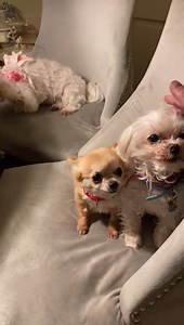 168K views · 125 shares | Little “Honey Bunny “ found her voice when someone new came in to rub her she’s such a protective little dotes ..cudnt hold her back !so funny  殺 | Molly Moos Westie Rescue Ireland | Facebook