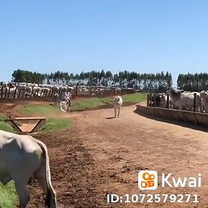 37K views · 974 reactions | 鸞 | Narrador Wendel ECLE | Facebook