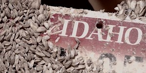 Idaho Dept. of Ag boat check stations are cracking down on invasive species