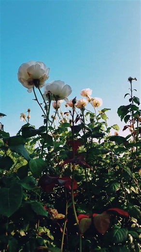 No One Noticed – The Marías | Lyrics Video ✨ | Aesthetic English Song | WhatsApp Status