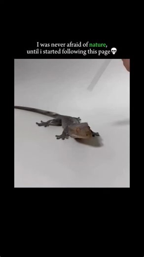 sci || tech || history on Instagram: "Geckos regularly shed their skin as a natural part of growth and health, not because something is wrong. During this process, the old skin loosens and peels away in one piece, helping remove parasites, bacteria, and damaged cells from their body. . . . Many geckos even eat the shed skin afterward, which recycles nutrients like protein and minerals. Problems usually only occur when the environment isn’t right. . . . Low humidity, dehydration, or poor nutritio