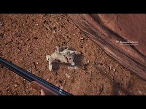 Hunting Simulator 2 - Lapin a queue blanche - White-tailed rabbit - Cotton tail